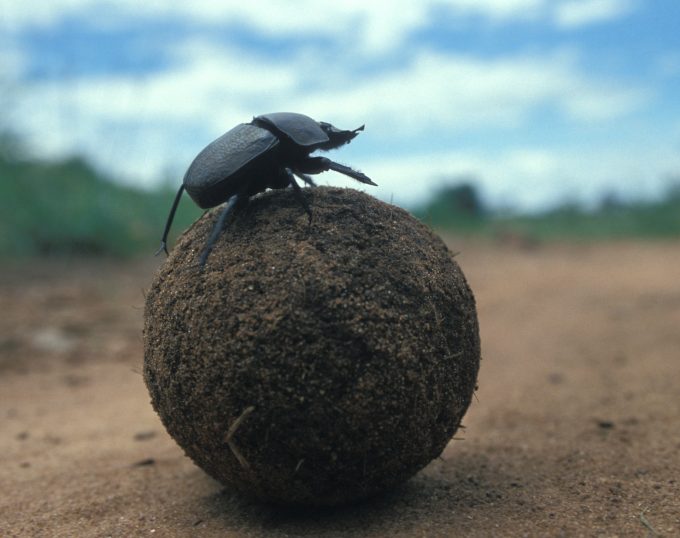 Scoop on Poop: The Science of What Animals Leave Behind
