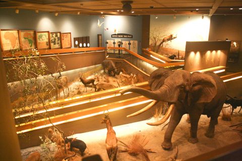 The Museum School | Springfield Museums