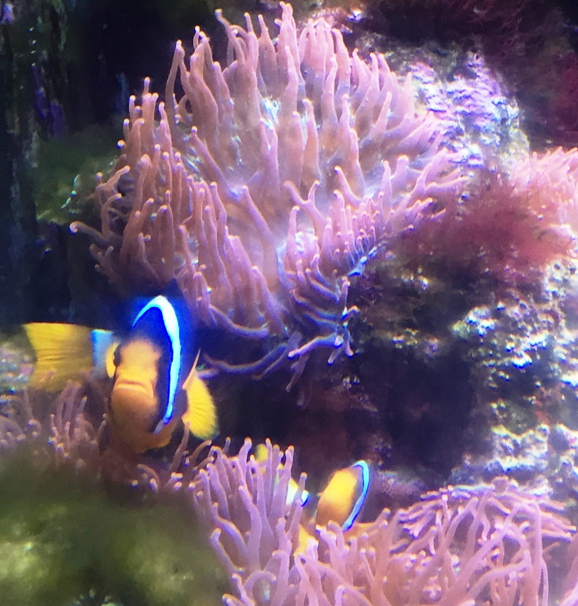 EARTH DAY FESTIVAL 2020: Coral Reef Organisms Rely on Each Other ...