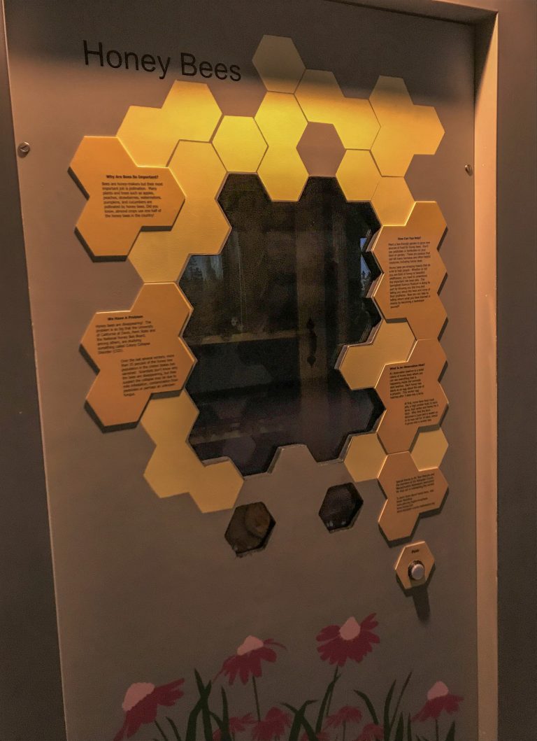 Where Did Our Honey Bees Go To? | Springfield Museums
