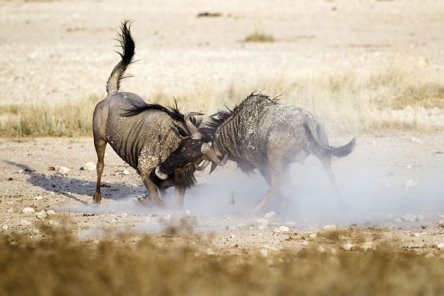 The Migration of the Wildebeest | Springfield Museums